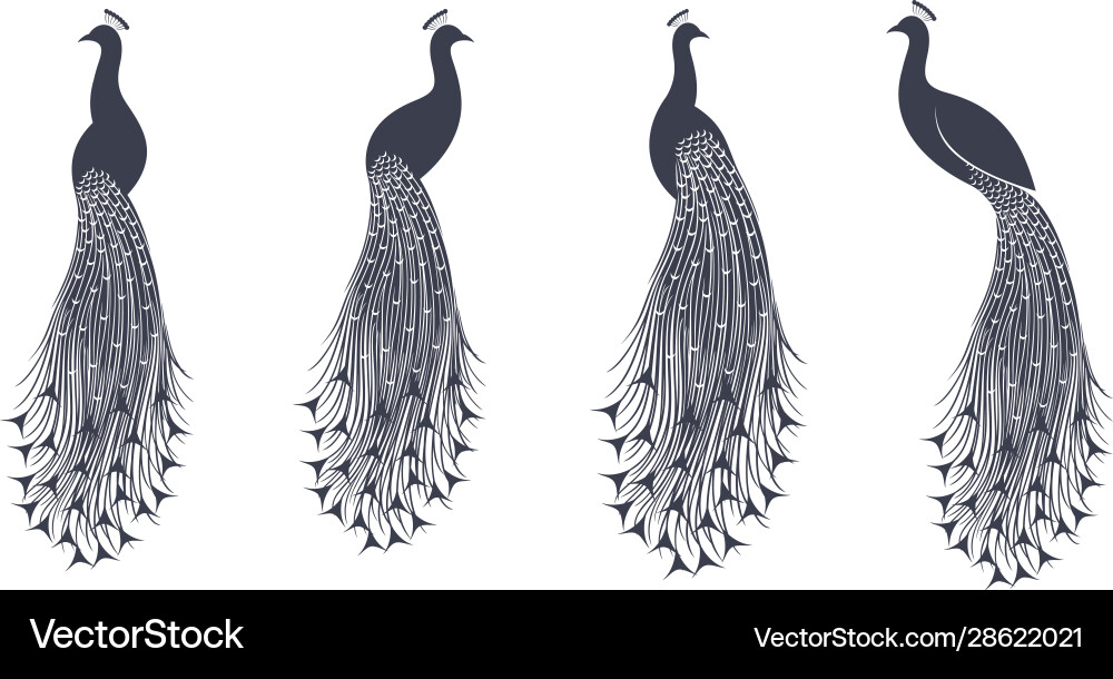 Peacock Royalty Free Vector Image - VectorStock