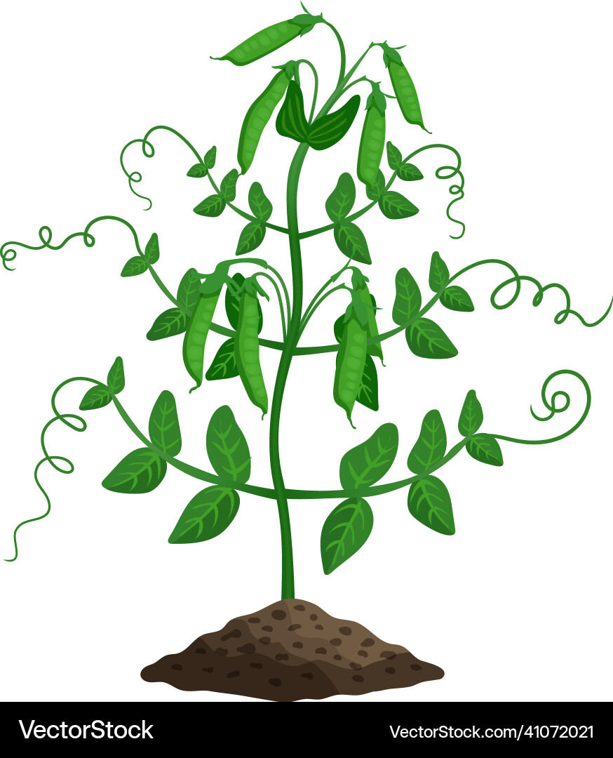 Peas plant Royalty Free Vector Image - VectorStock