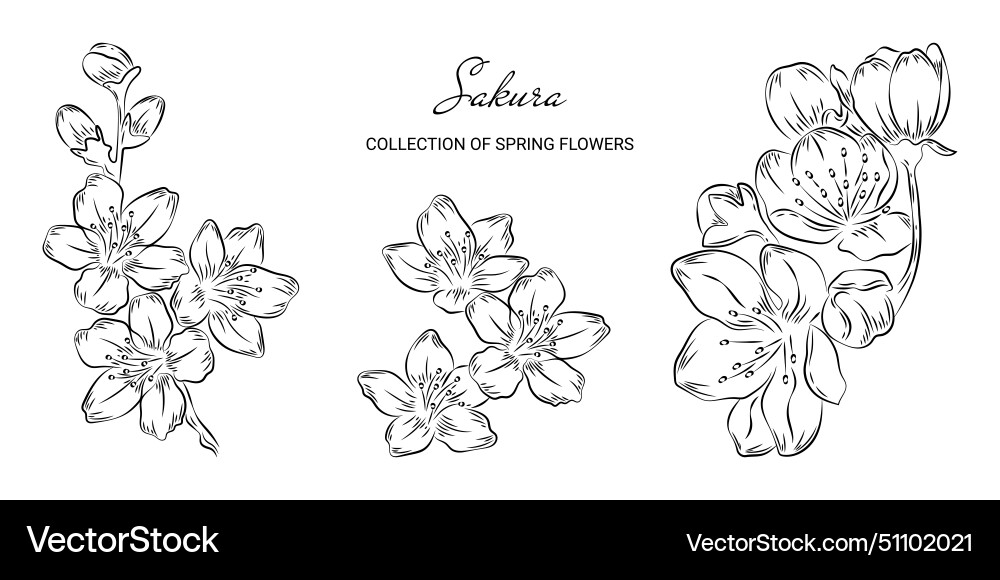 Set sakura doodle sketch Royalty Free Vector Image