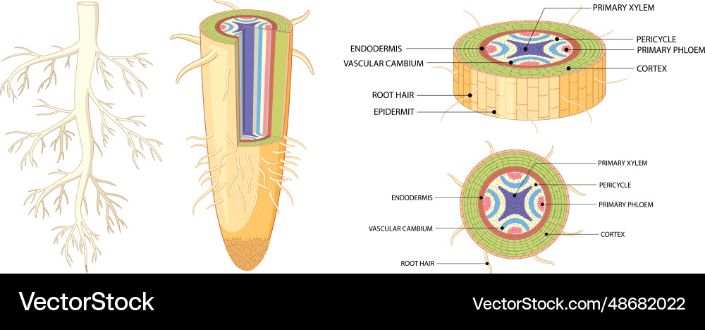 Educational infographic parts of root systems Vector Image