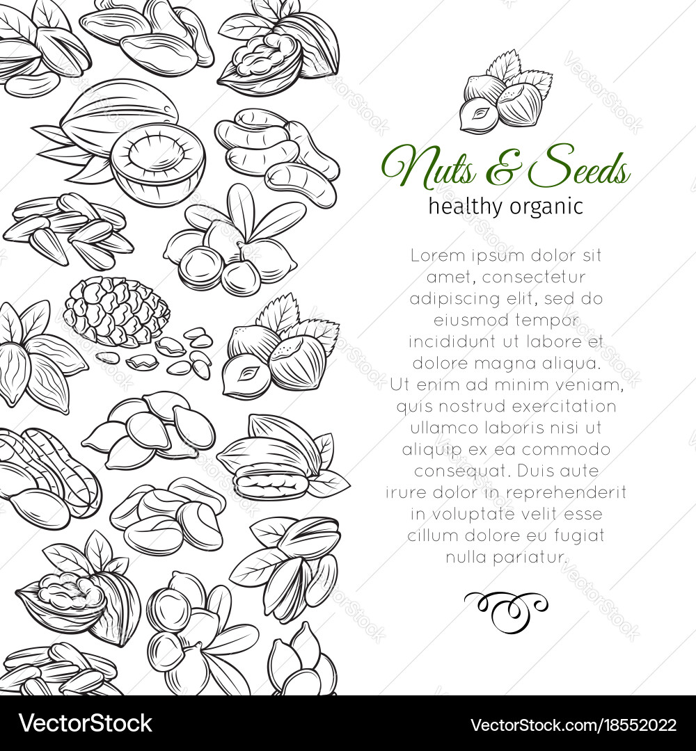 Hand drawn sketch nuts and seeds Royalty Free Vector Image