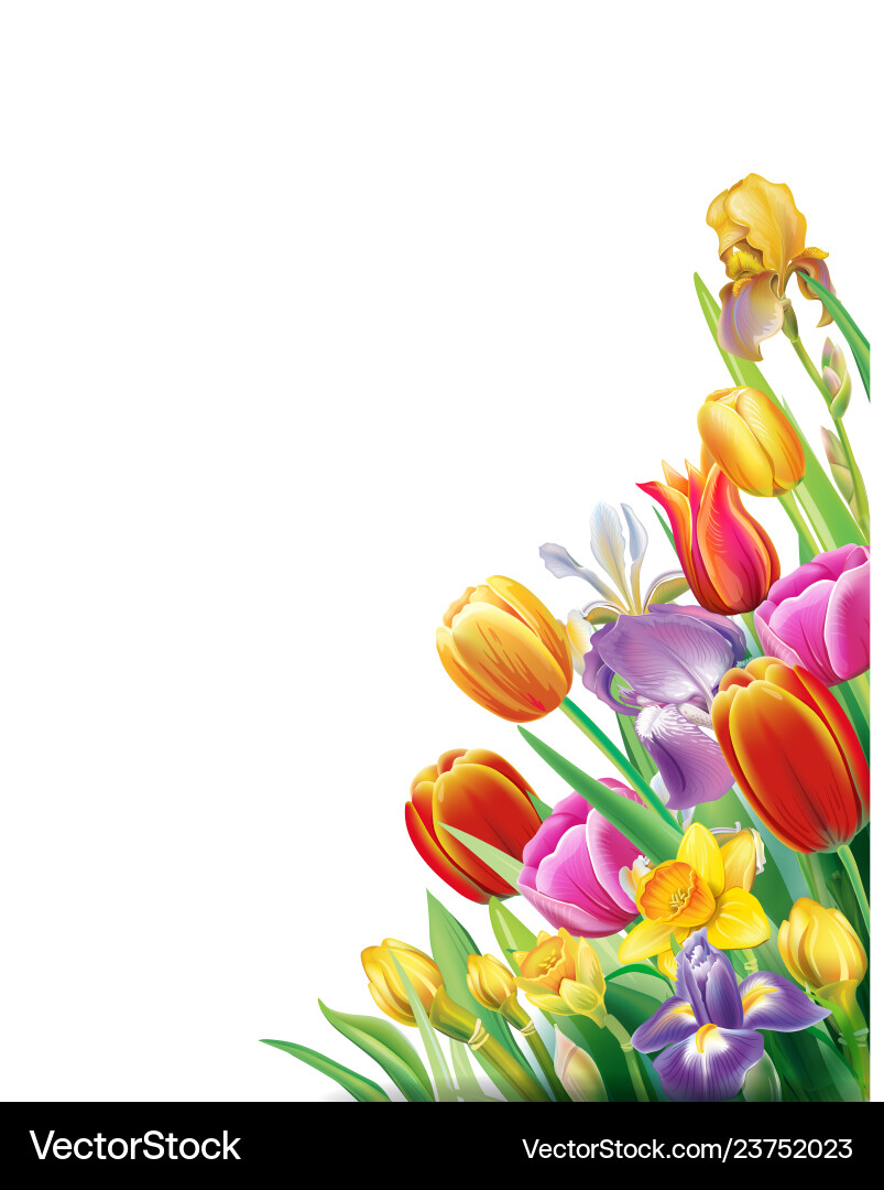 Arrangement with multicolor spring flowers Vector Image
