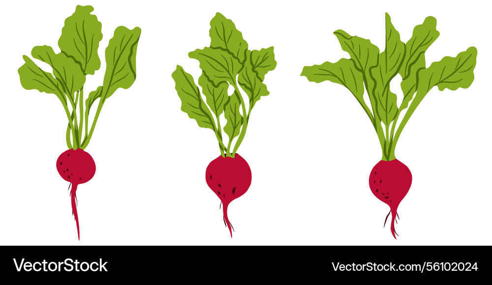 Beet root vegetable set flat Royalty Free Vector Image