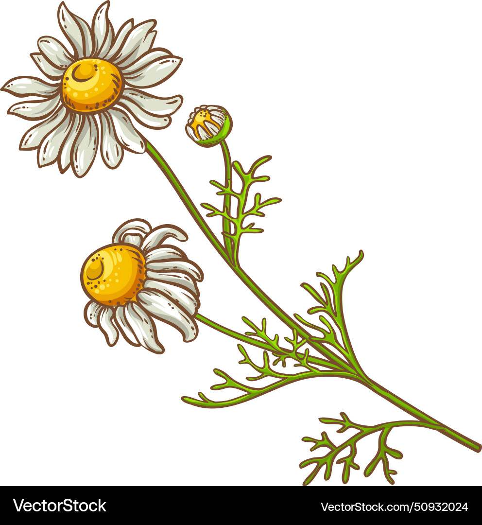 Chamomile flowers colored detailed Royalty Free Vector Image