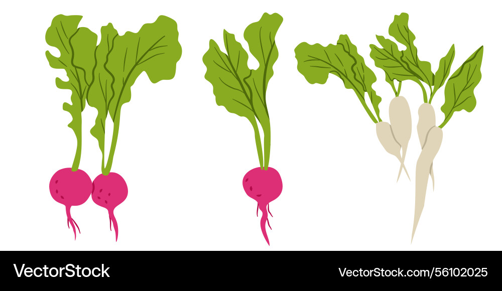 Radish root vegetable set flat Royalty Free Vector Image