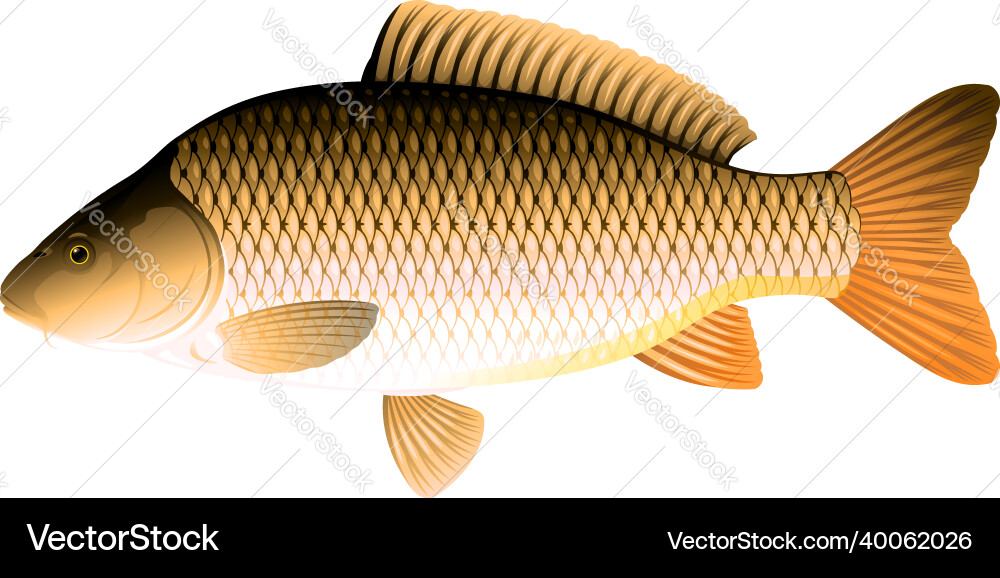Common Carp Fish - Detailed Side View Royalty Free Vector
