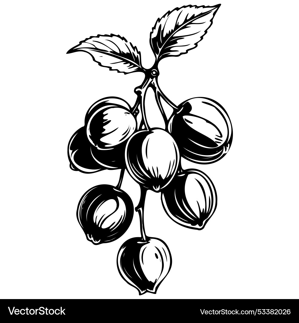 Isolated damson drawing realistic outline fruit Vector Image