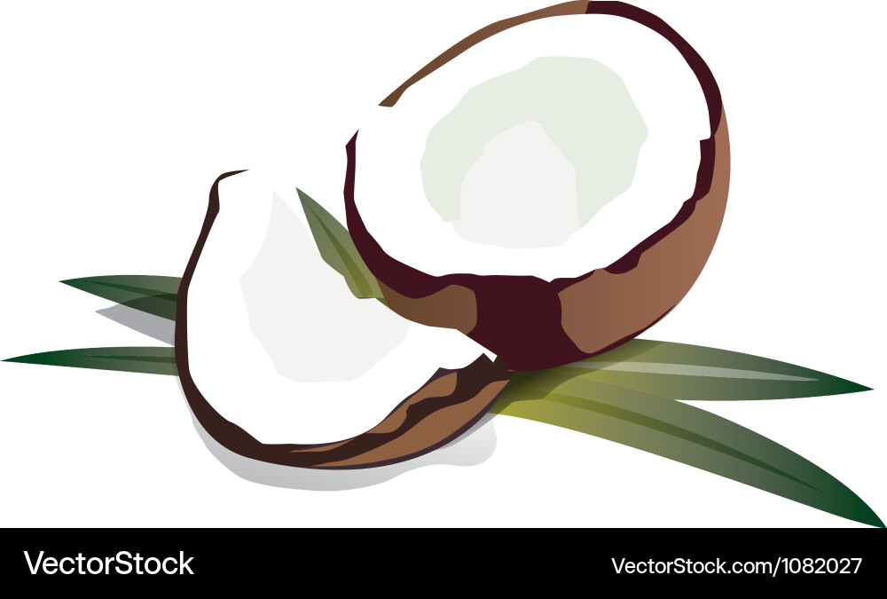 Coconut Royalty Free Vector Image - VectorStock