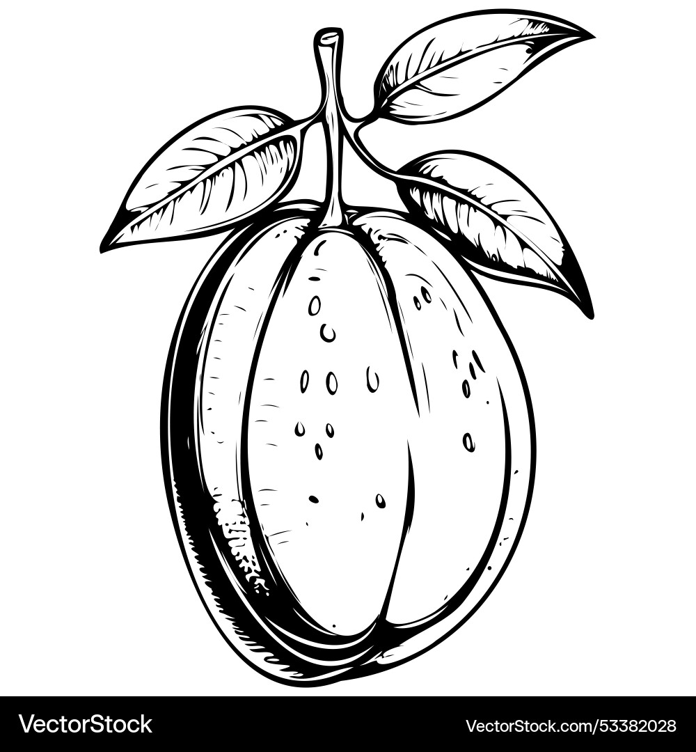 Isolated early gold mango drawing fruit head line Vector Image