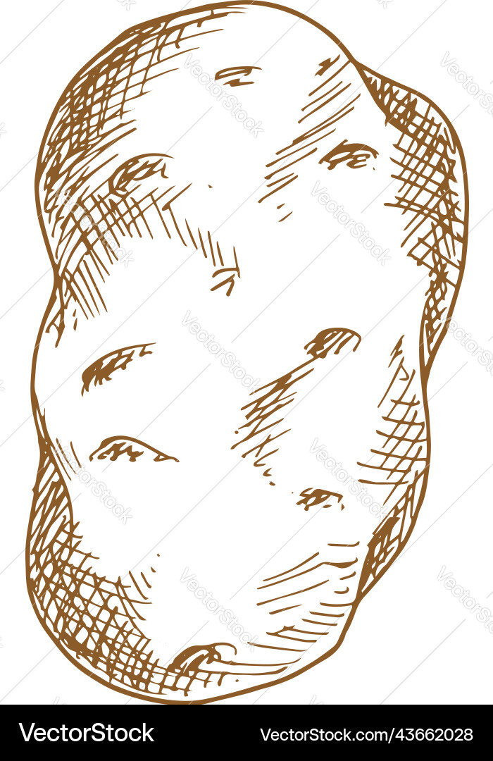 Potato tuber isolated vegetable Royalty Free Vector Image