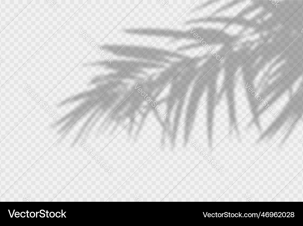 Shadow overlay of palm tree branch Royalty Free Vector Image