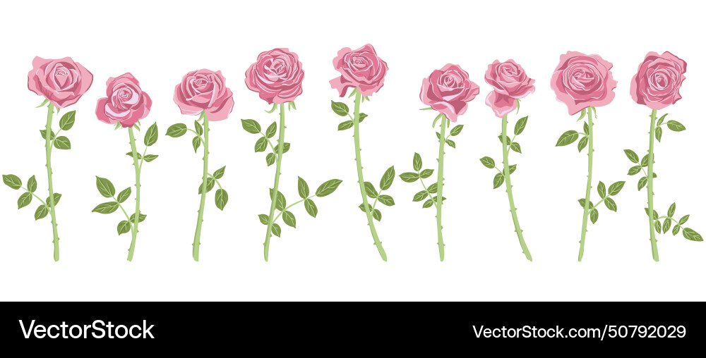 Drawing garden flowers roses Royalty Free Vector Image