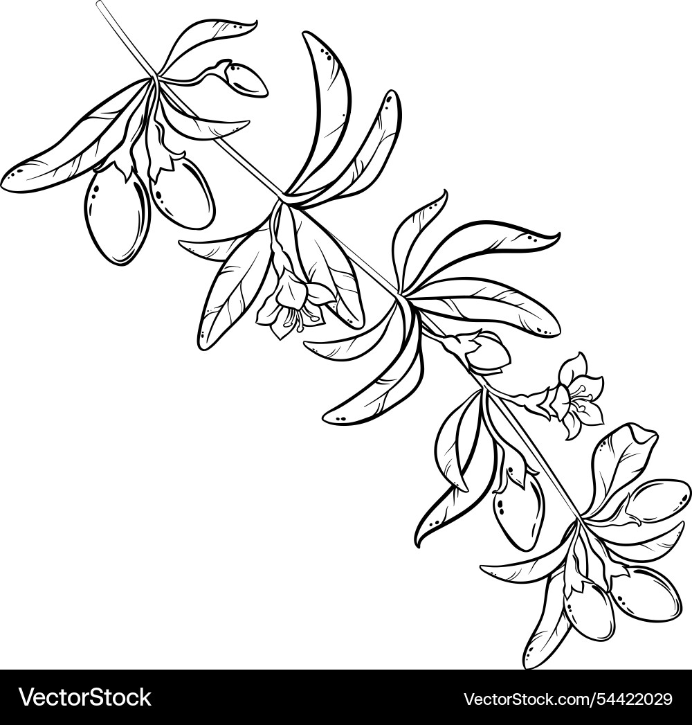 Goji branch isolated outline Royalty Free Vector Image