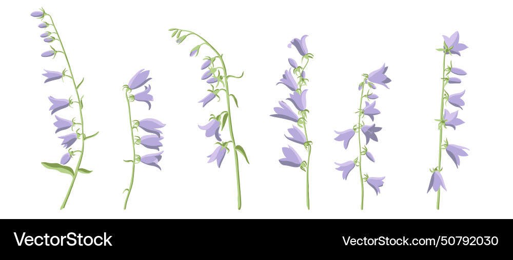 Drawing garden flowers bellflowers Royalty Free Vector Image