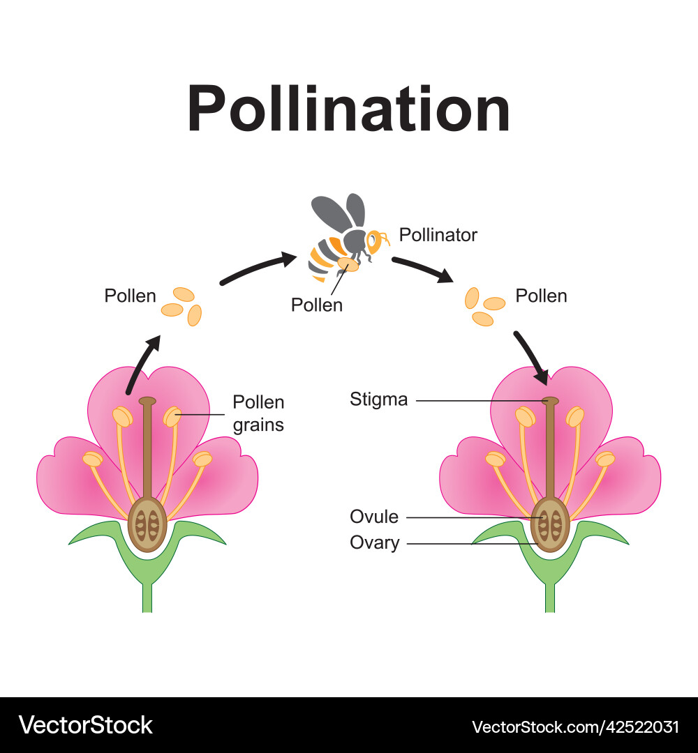 Pollination process Royalty Free Vector Image - VectorStock Pollination process Royalty Free Vector Image - VectorStock