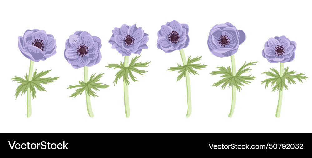 Drawing garden flowers anemones Royalty Free Vector Image