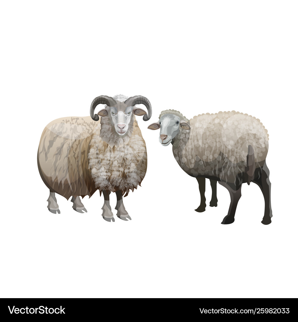Domestic sheep and ram Royalty Free Vector Image