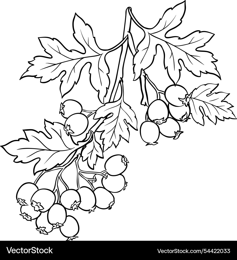 Hawthorn branch isolated outline Royalty Free Vector Image