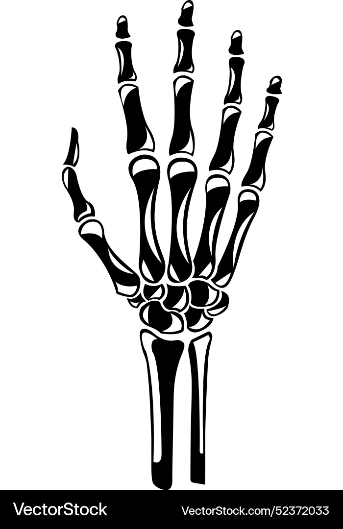 Skeleton hand skull Royalty Free Vector Image - VectorStock