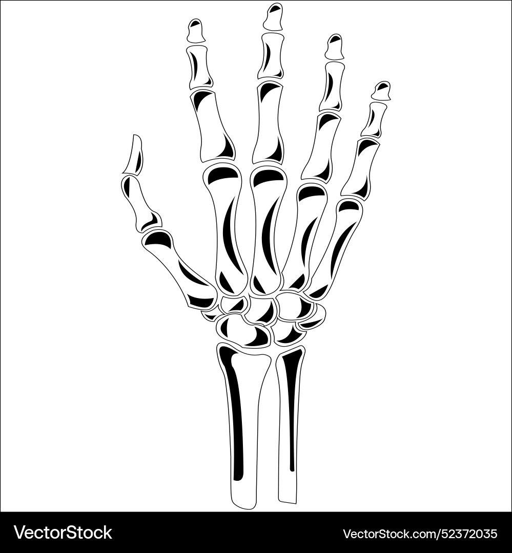 Skeleton hand skull Royalty Free Vector Image - VectorStock