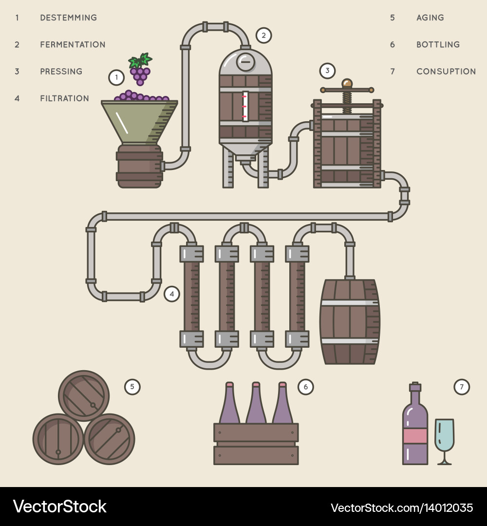 Wine making process or winemaking infographic Vector Image