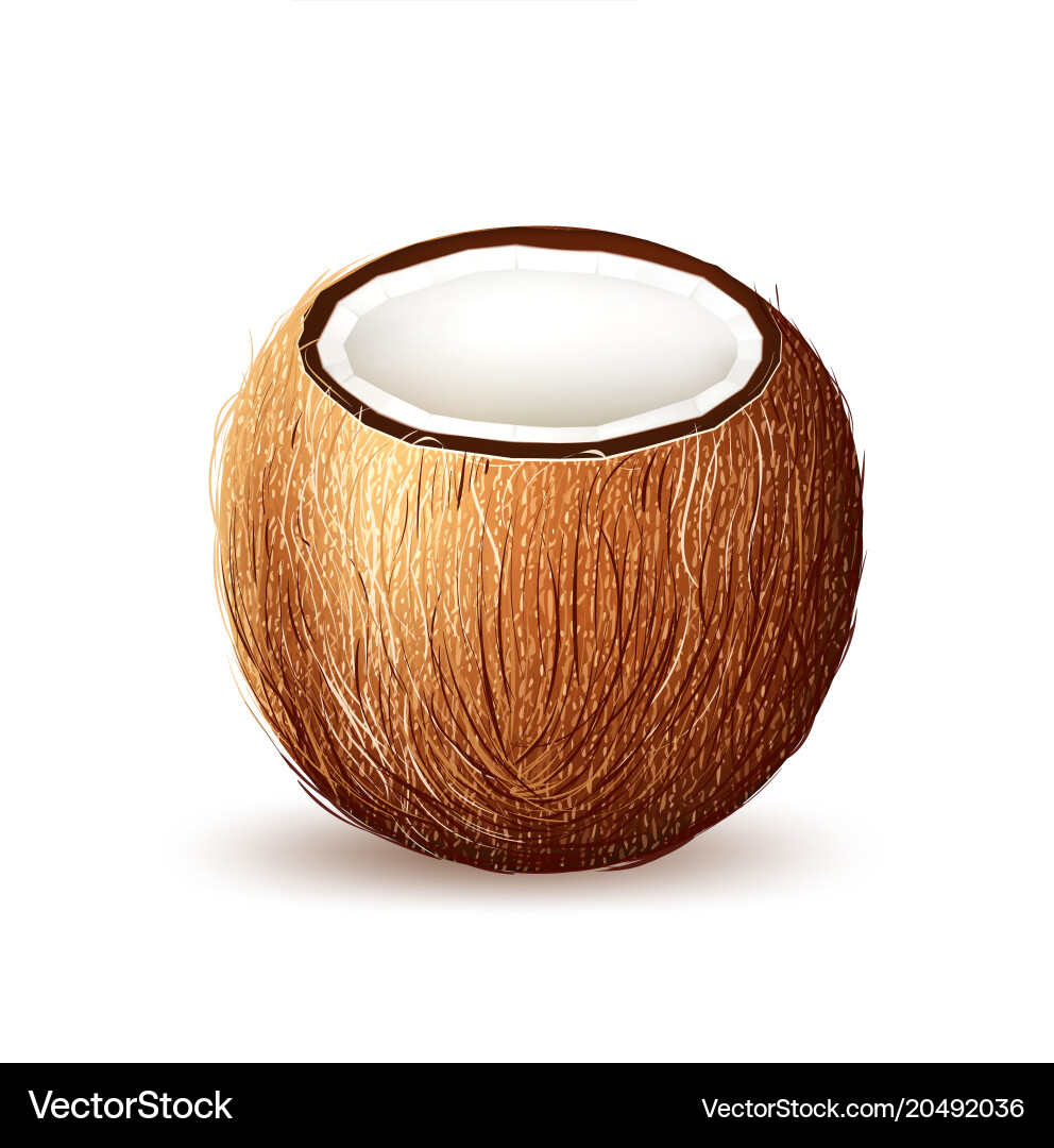 Realistic coconut exotic fruit 3d Royalty Free Vector Image
