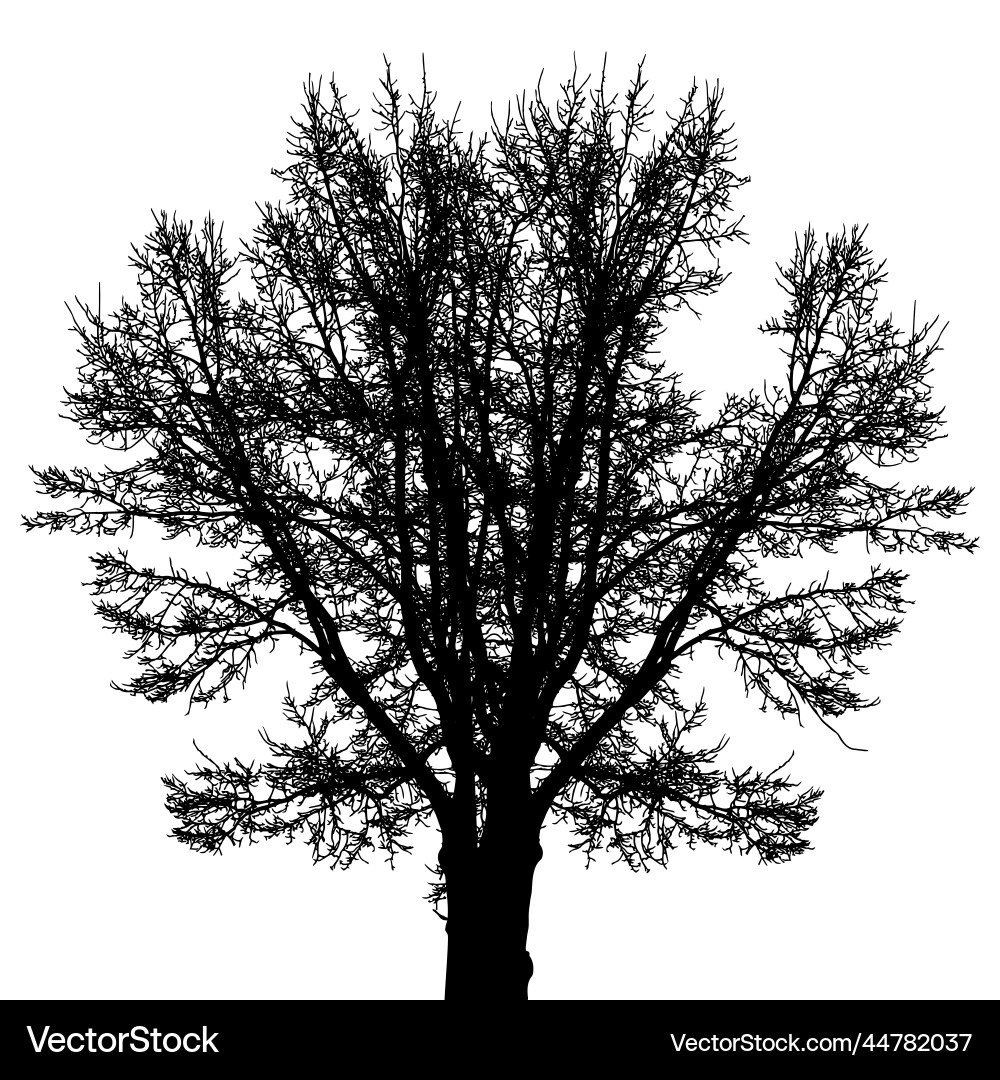 Big bare tree silhouette many branches Royalty Free Vector