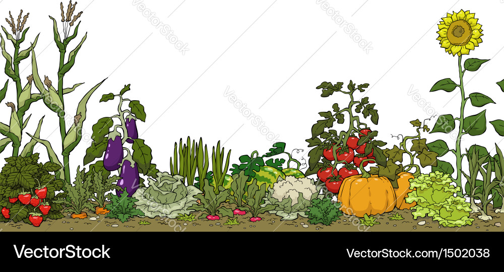 Vegetable garden bed Royalty Free Vector Image