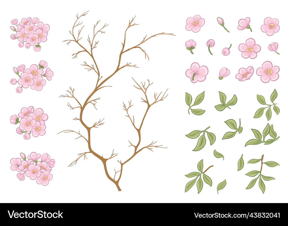 Cherry blossom tree Royalty Free Vector Image - VectorStock