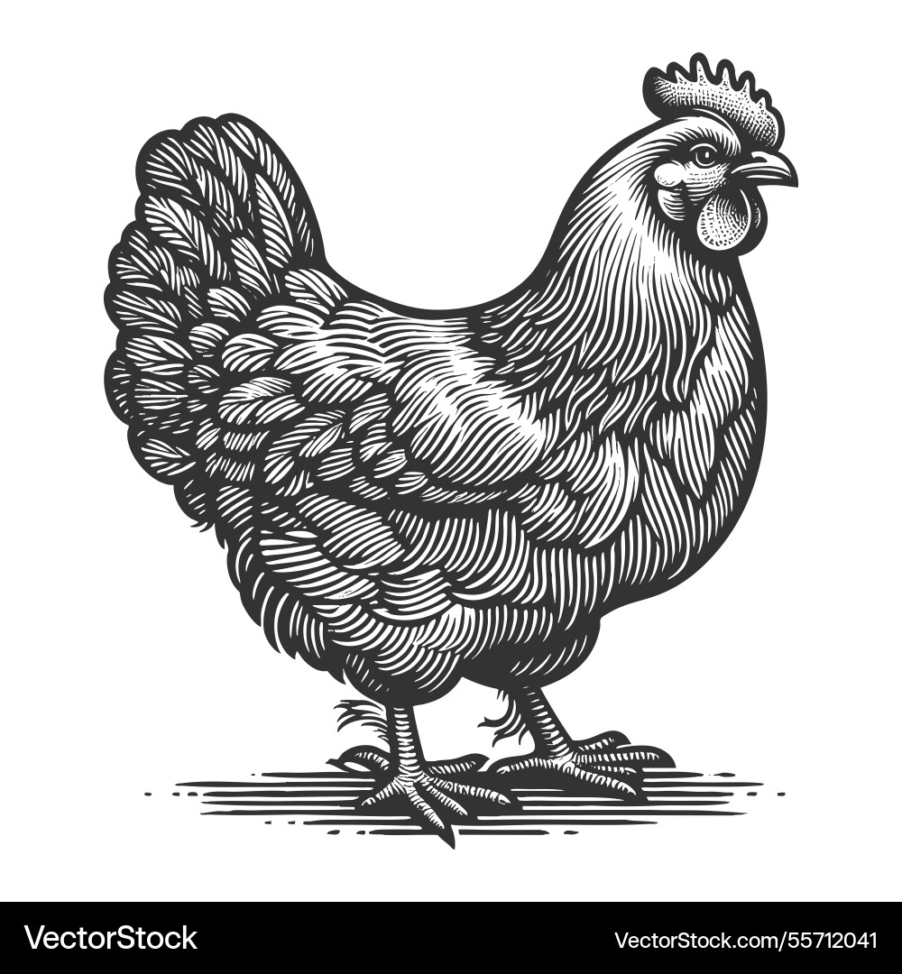 Plump hen farm poultry bird Royalty Free Vector Image