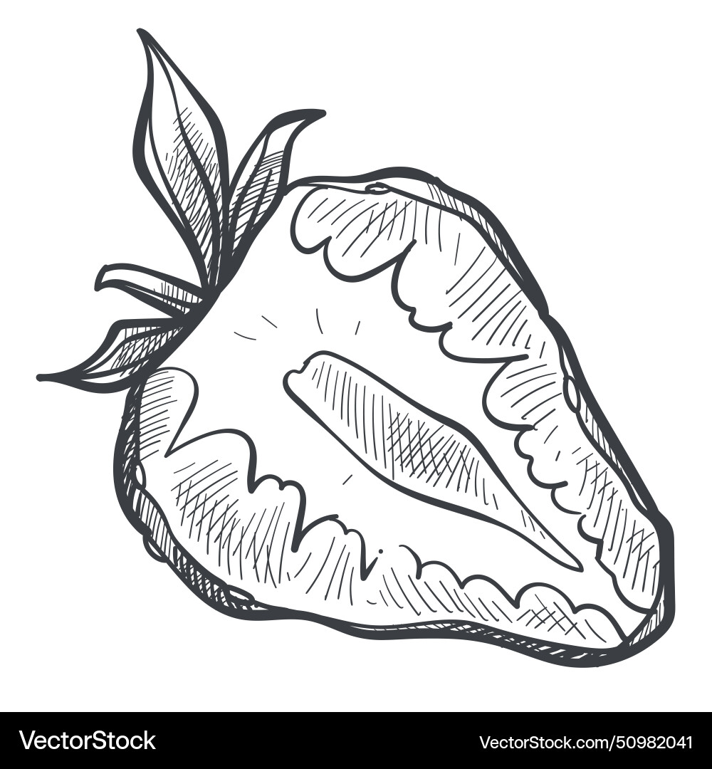Strawberry berry cut in half monochrome sketch Vector Image
