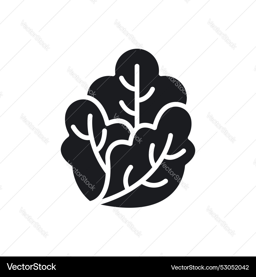 Lettuce icon set cabbage vegetable plant symbol Vector Image