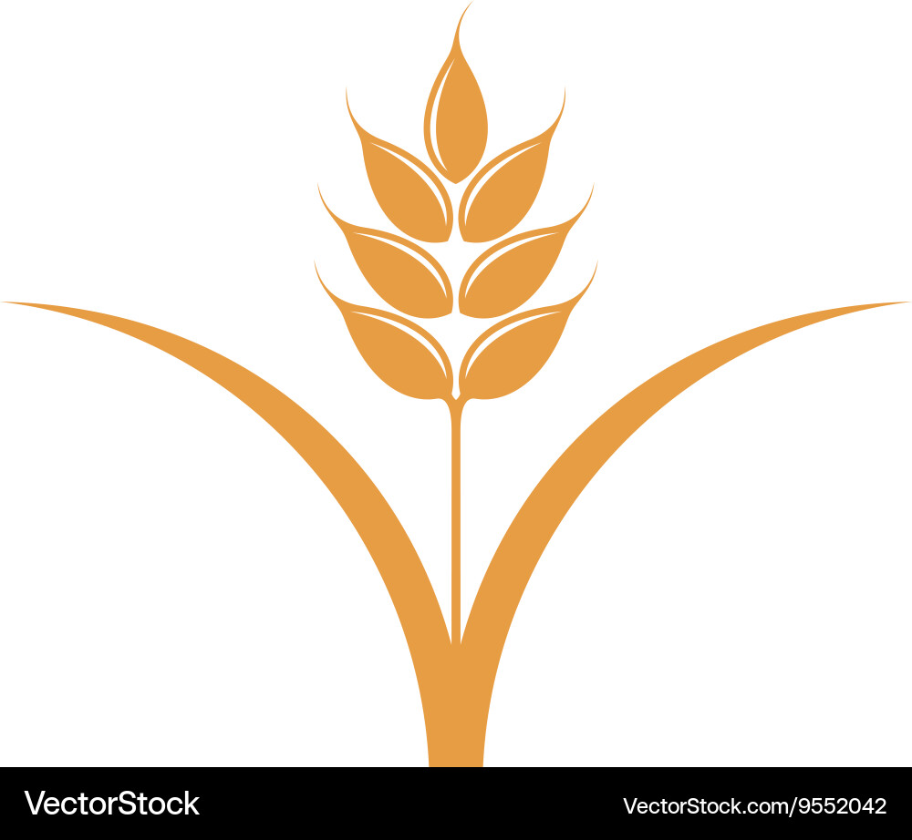 Wheat Royalty Free Vector Image - VectorStock