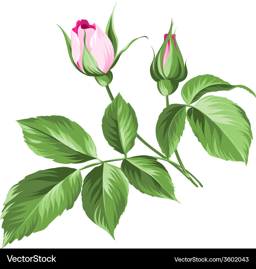 Pink rose Royalty Free Vector Image - VectorStock