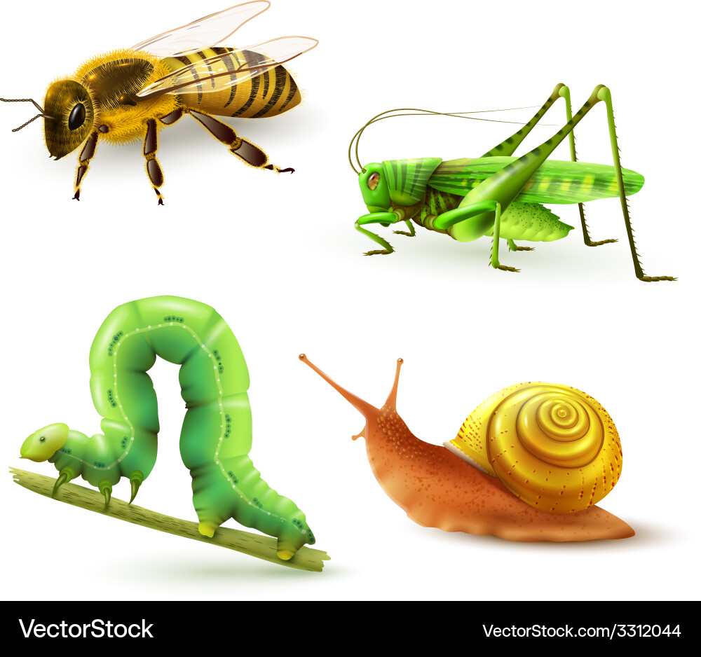 Colorful Insect Set Royalty Free Vector Image - VectorStock