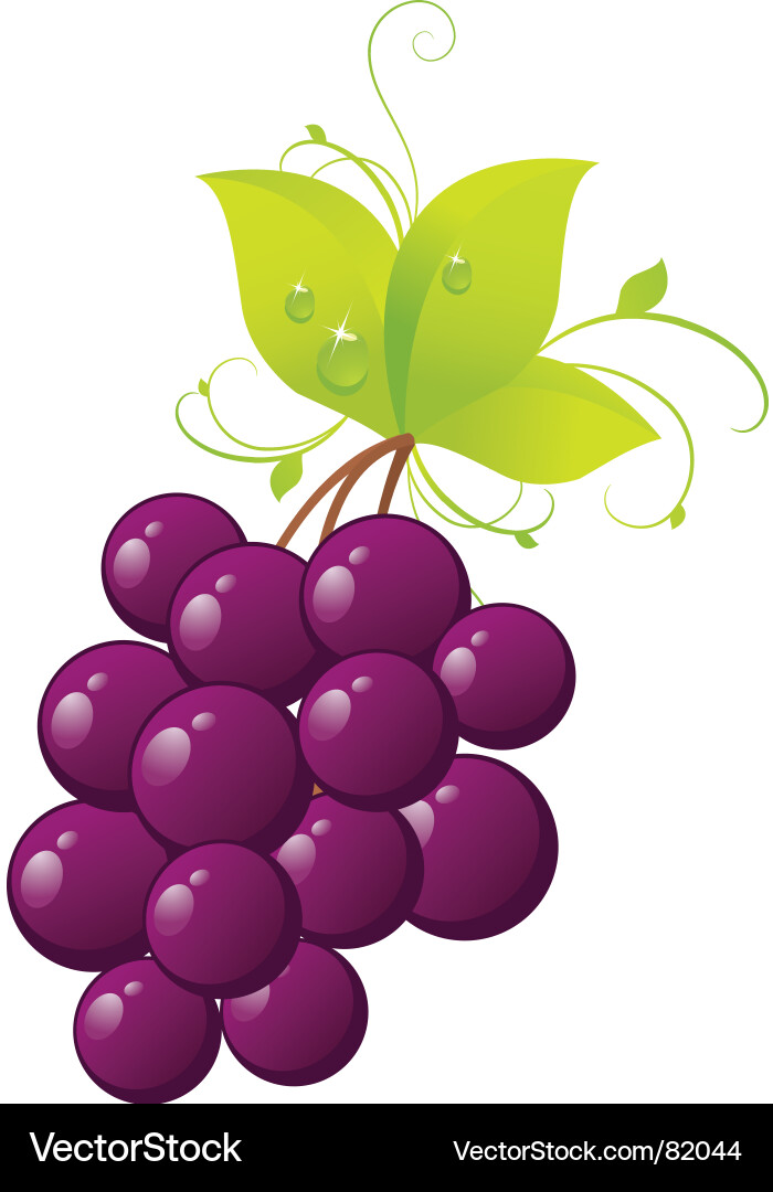 Grapes Royalty Free Vector Image - VectorStock