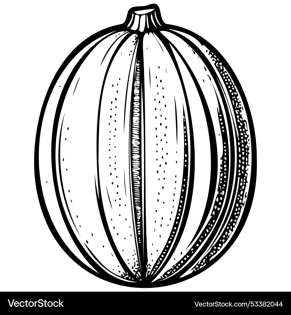 Isolated melon monochrome hand drawn fruit Vector Image
