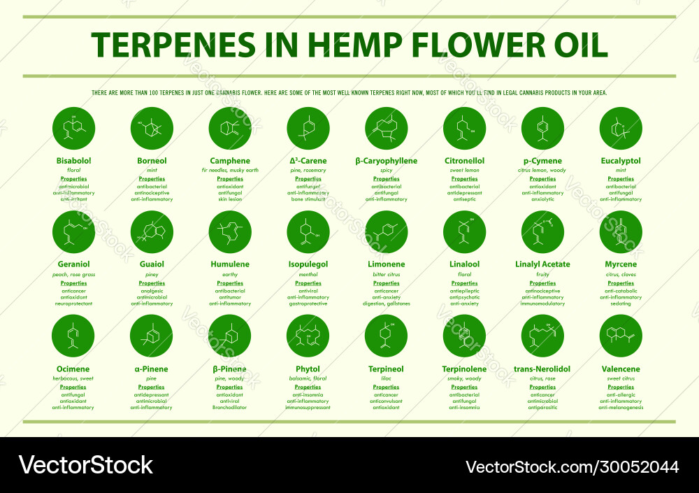 Terpenes in hemp flower oil with structural Vector Image