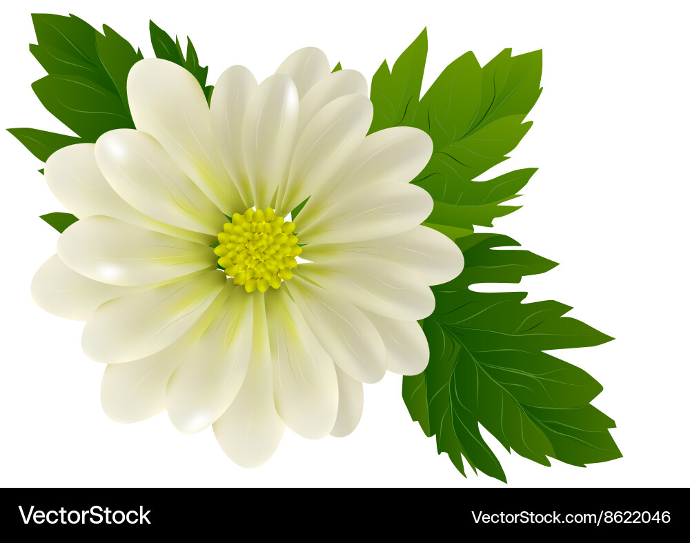 Chrysanthemum Royalty Free Vector Image - VectorStock