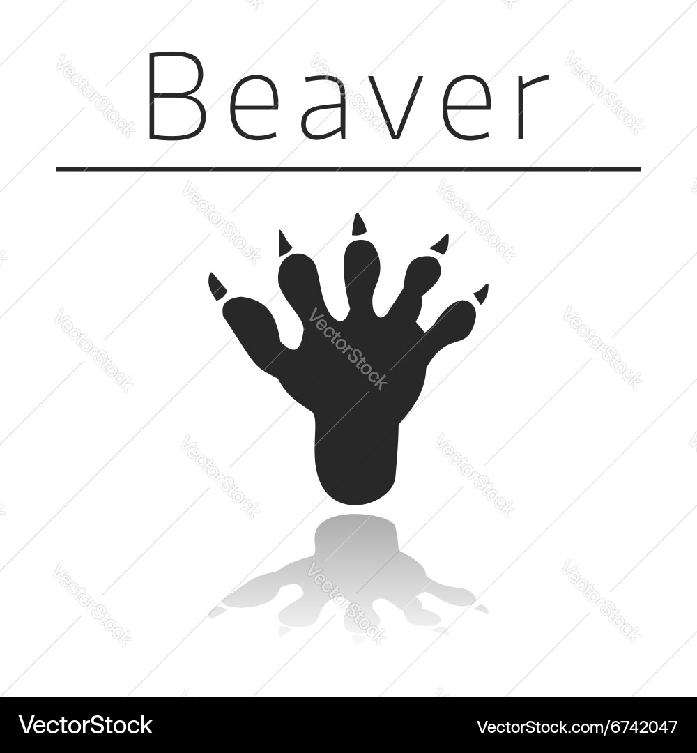 Beaver animal track Royalty Free Vector Image - VectorStock