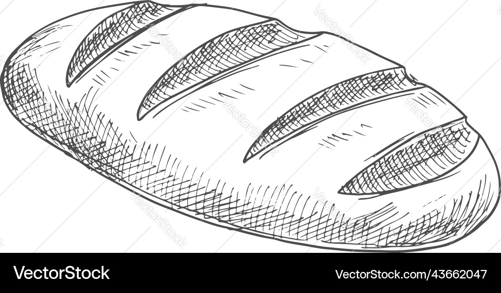 Wheat long loaf bread isolated bakery food sketch Vector Image