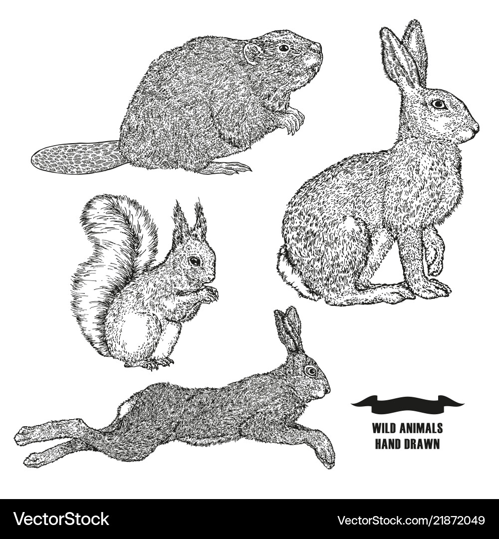 Forest animal hare rabbit beaver and squirrel Vector Image