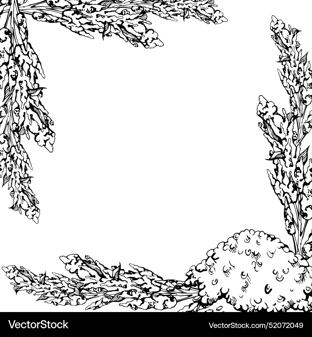 Hand drawn ink quinoa plant seeds amaranth Vector Image