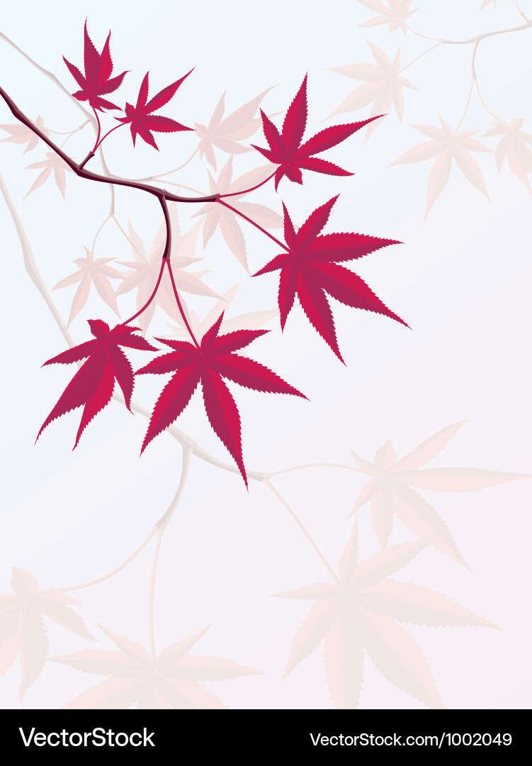 Japanese maple Royalty Free Vector Image - VectorStock