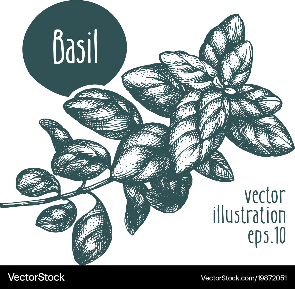 Basil branch for design menu Royalty Free Vector Image