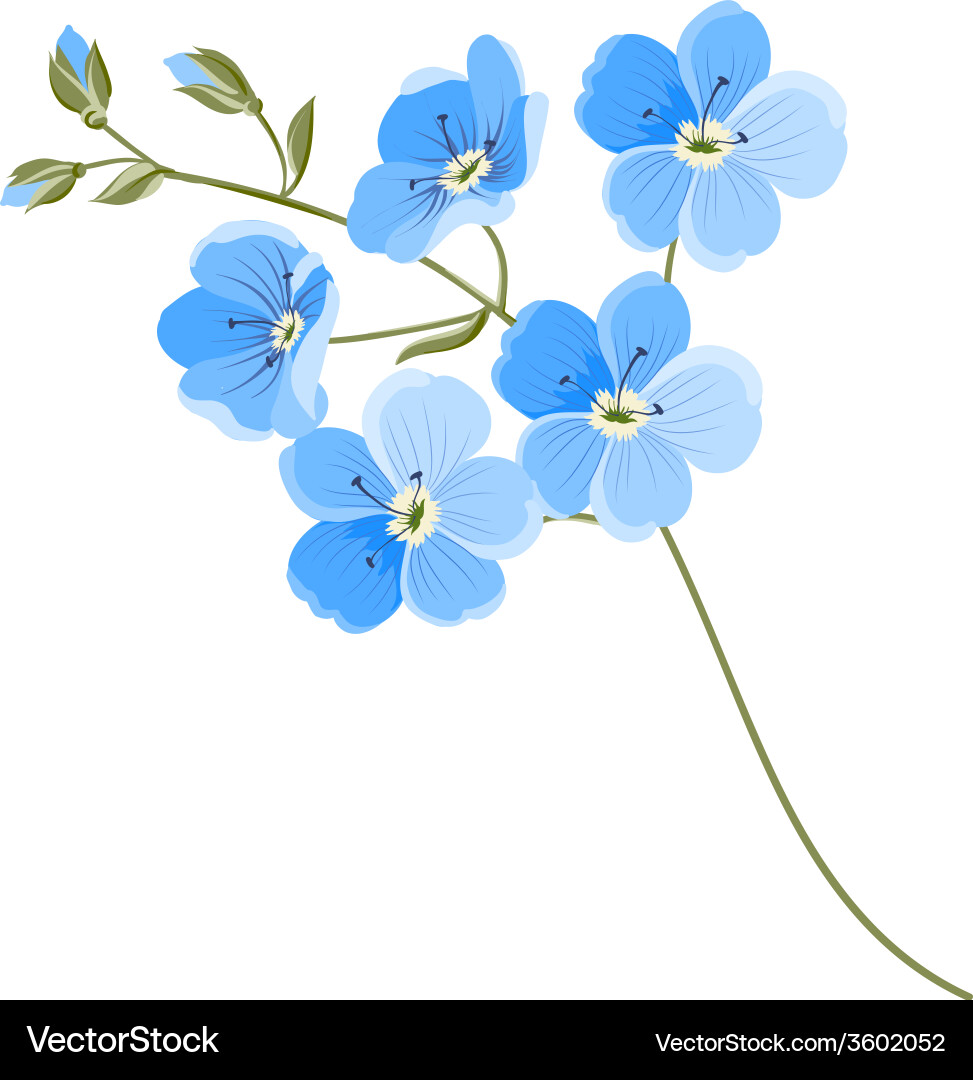 Linen flower Royalty Free Vector Image - VectorStock