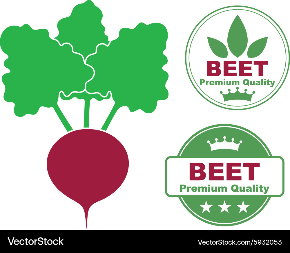 Beet Royalty Free Vector Image - VectorStock