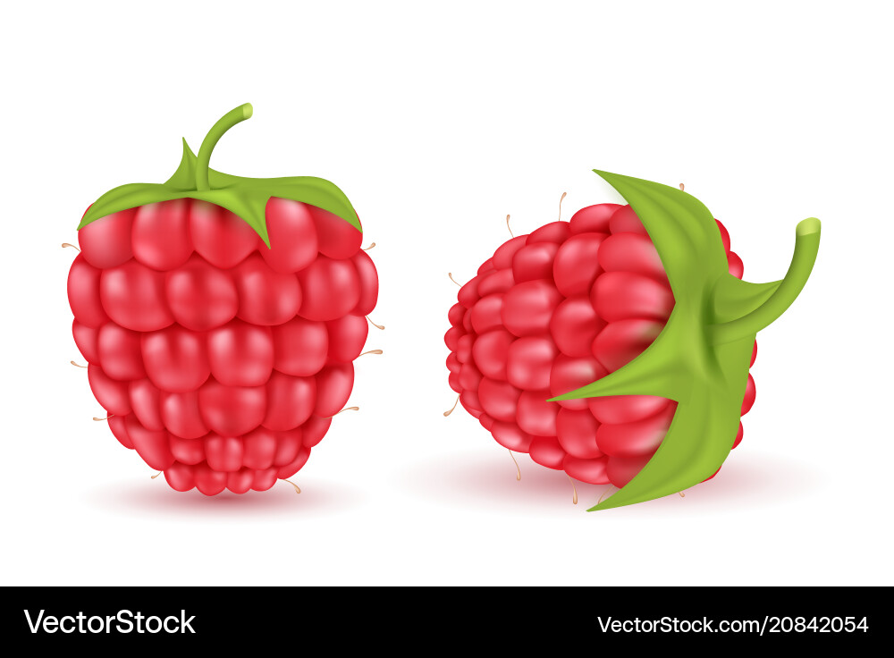 Red ripe raspberries summer berry fruit Royalty Free Vector