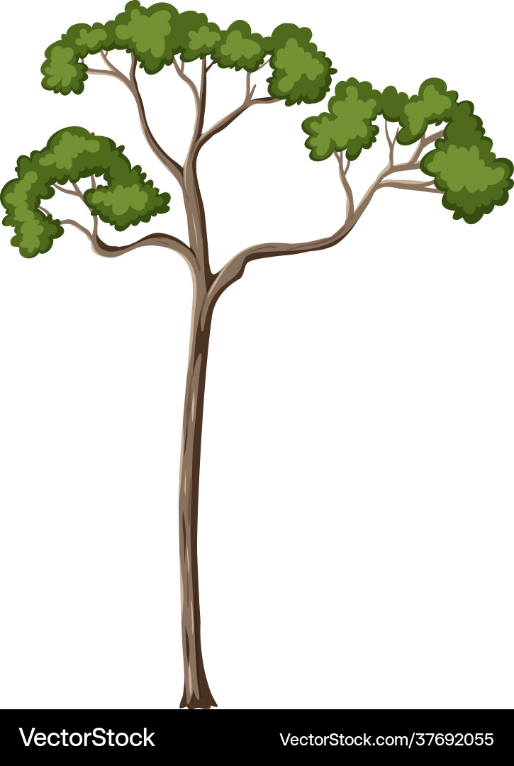 Rainforest Tree Clipart