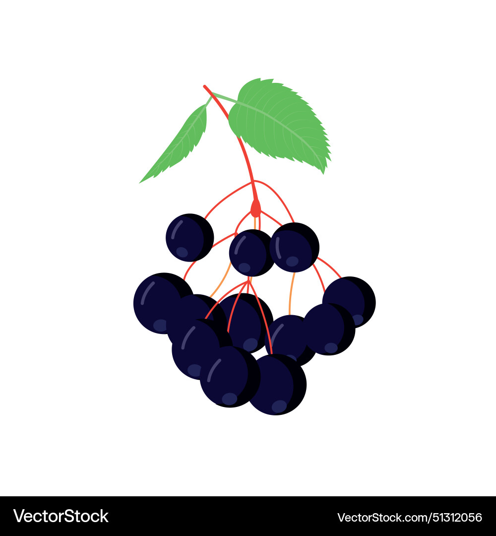 Elderberry icon in flat style isolated Royalty Free Vector